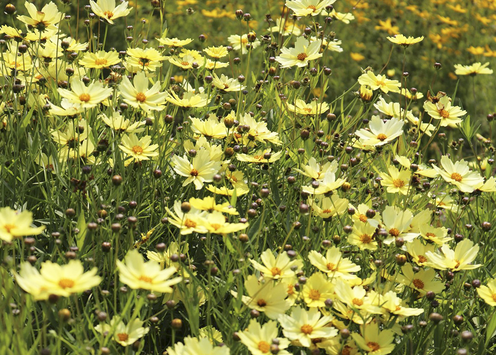 Krásnoočko (Coreopsis) ´FULL MOON´ - Motyčkovo.sk
