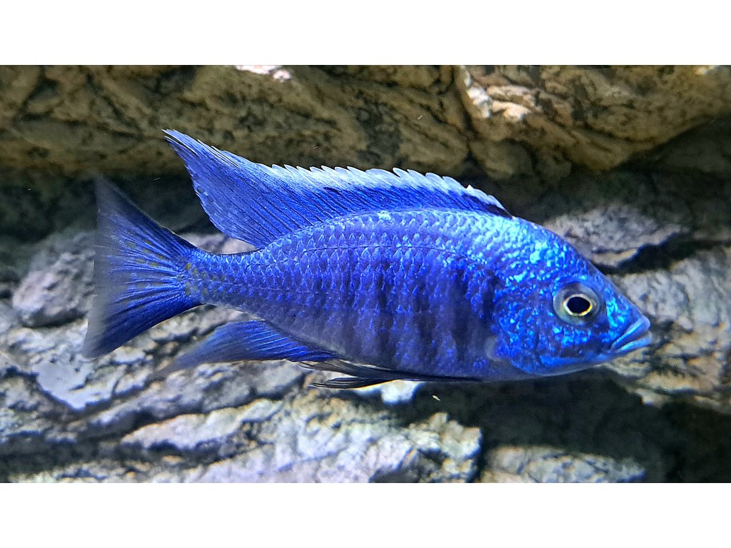 Copadichromis azureus - MScichlid