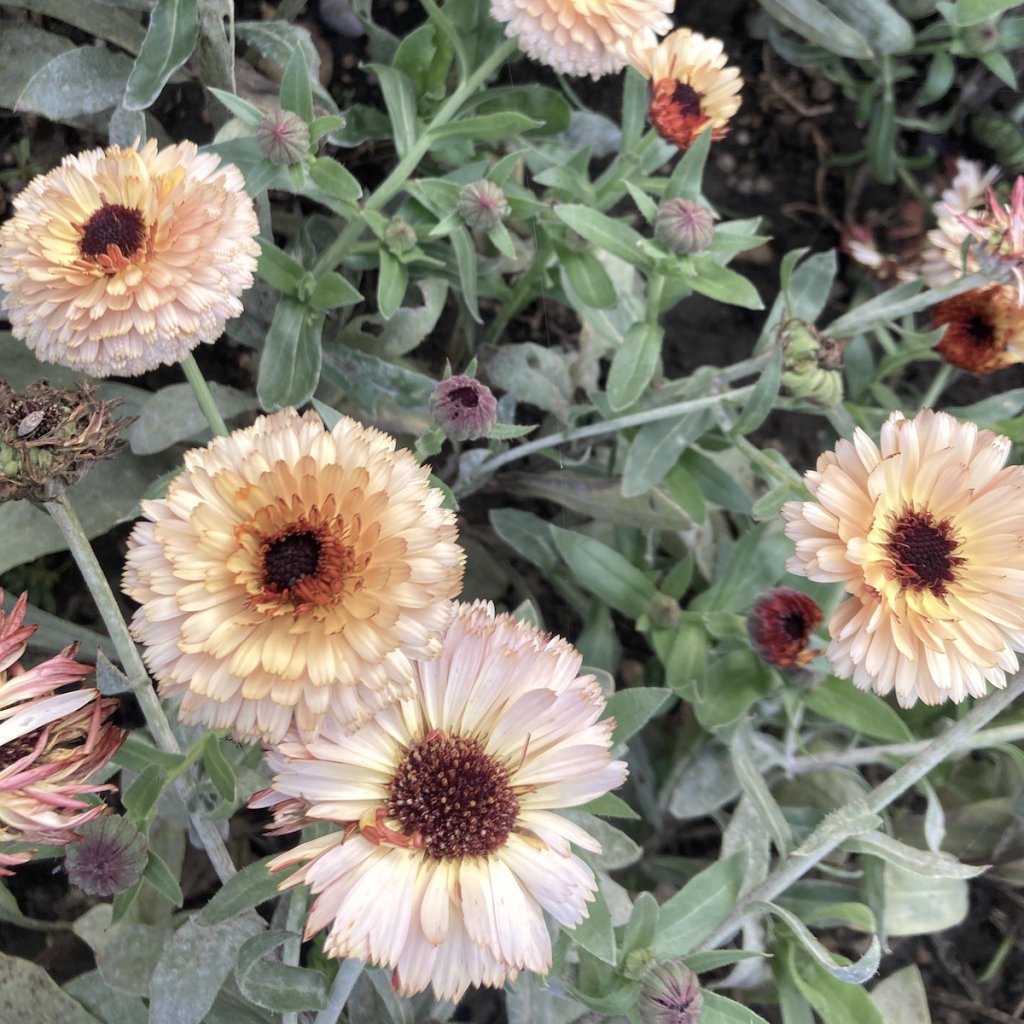 Měsíček Touch of Red Buff | NAKRMDUŠI