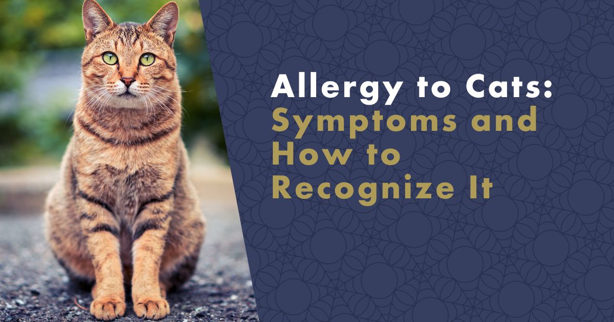 Allergy To Cats Symptoms And How To Recognize It