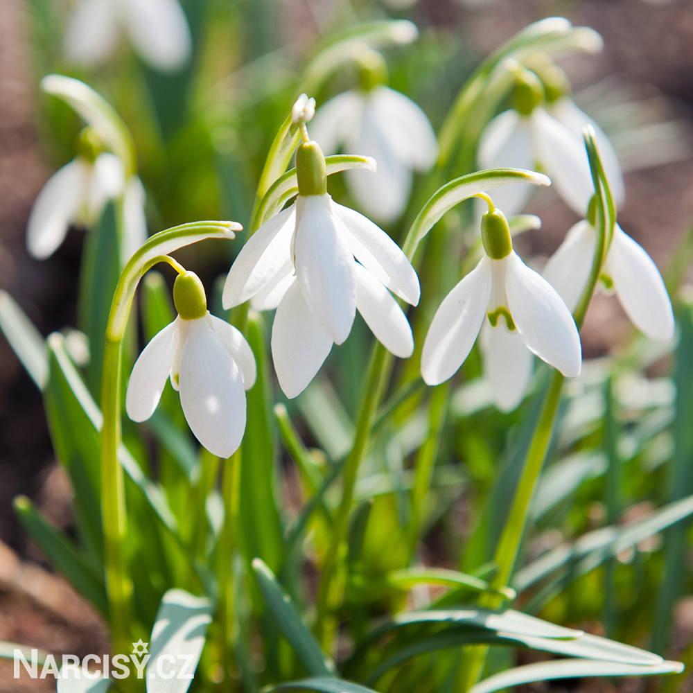 Sněženky a Bledule - Jak pěstovat Sněženky a Bledule.