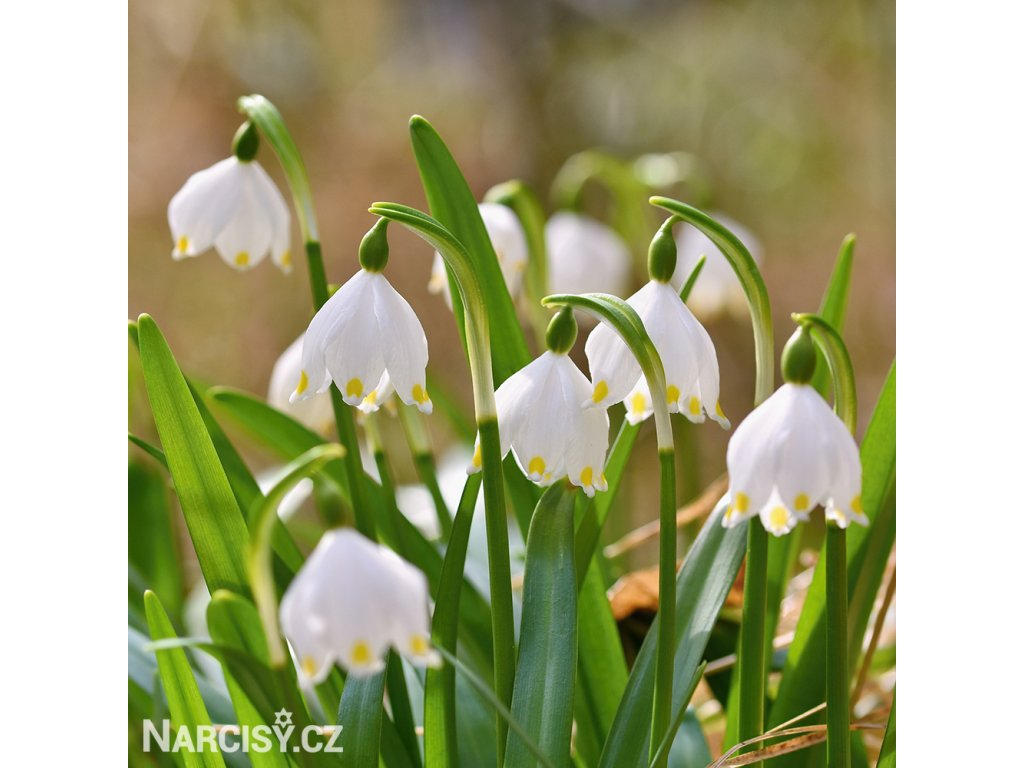 Bledule jarní - Leucojum Vernum - Narcisy.cz