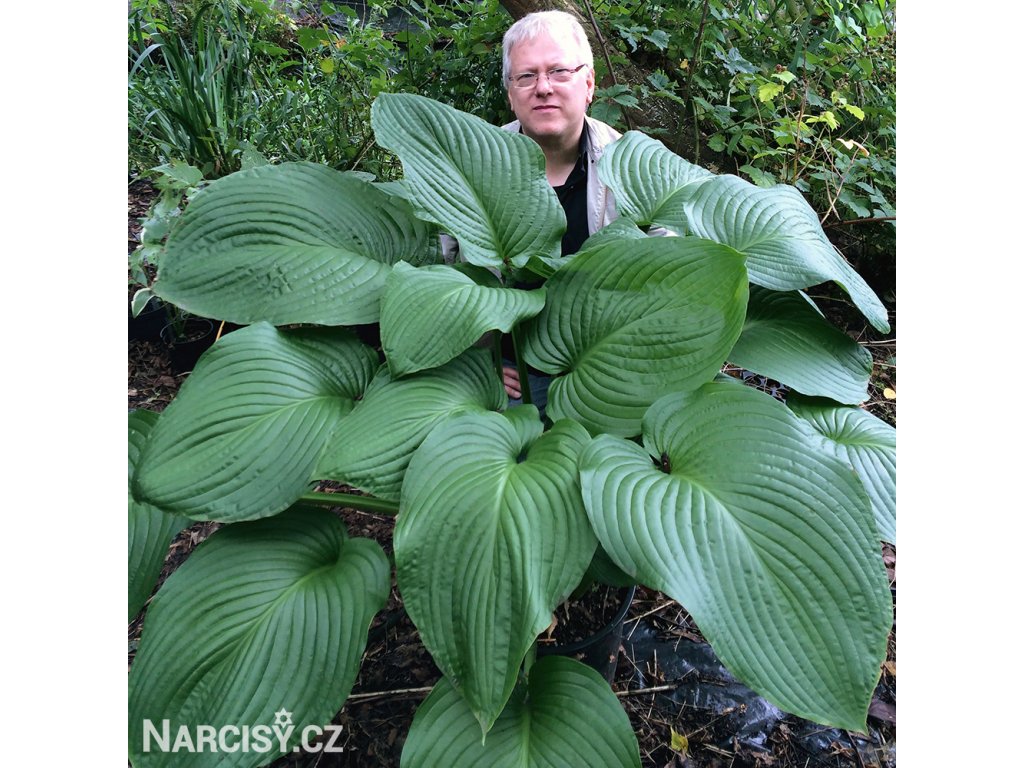 Hosta - T-Rex - Narcisy.cz
