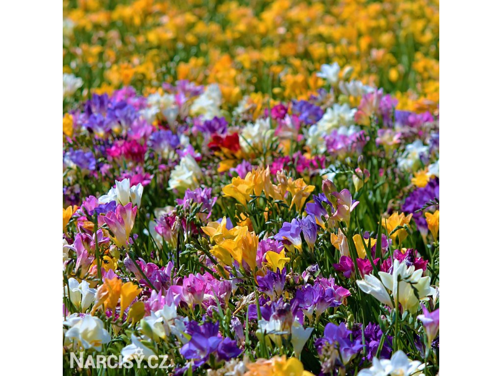 Frézie - směs jednoduchých - Narcisy.cz