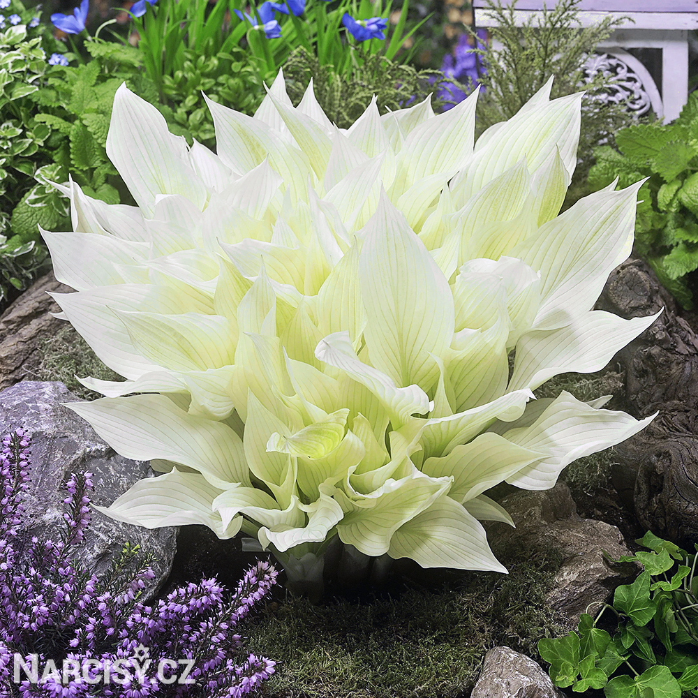 Hosta - White feather - Narcisy.cz