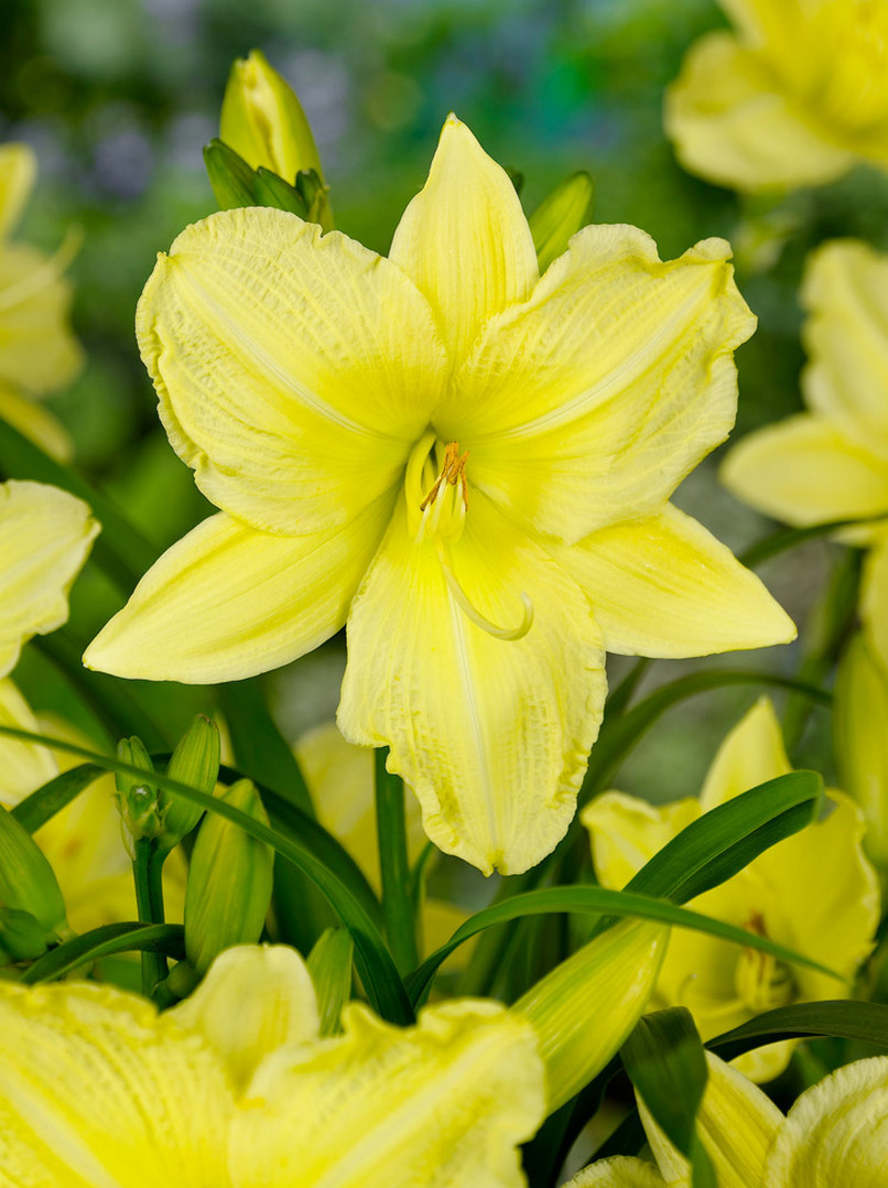 Denivka - Big Time Happy - Narcisy.cz