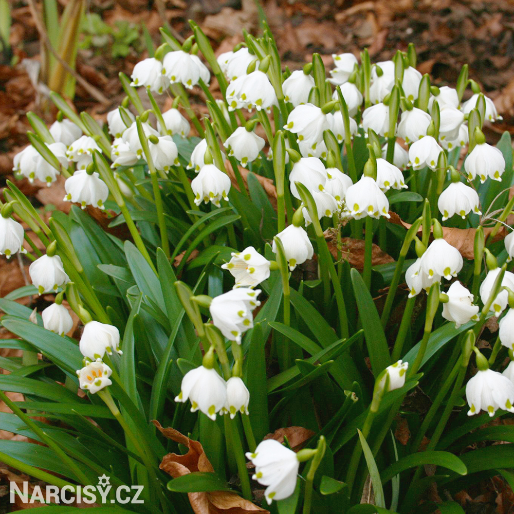 Bledule letní - Leucojum Aestivum - Narcisy.cz