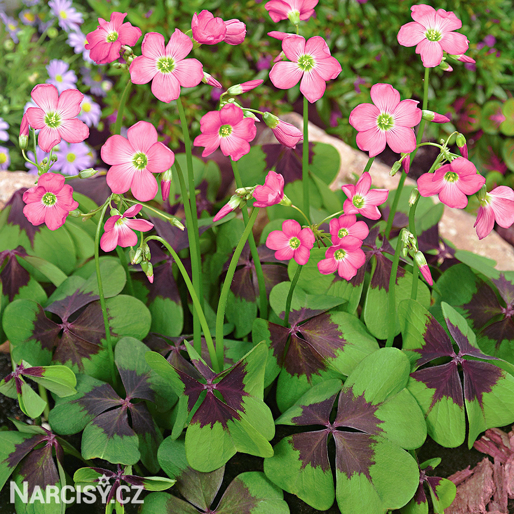 Šťavel - Oxalis Deppei - Narcisy.cz