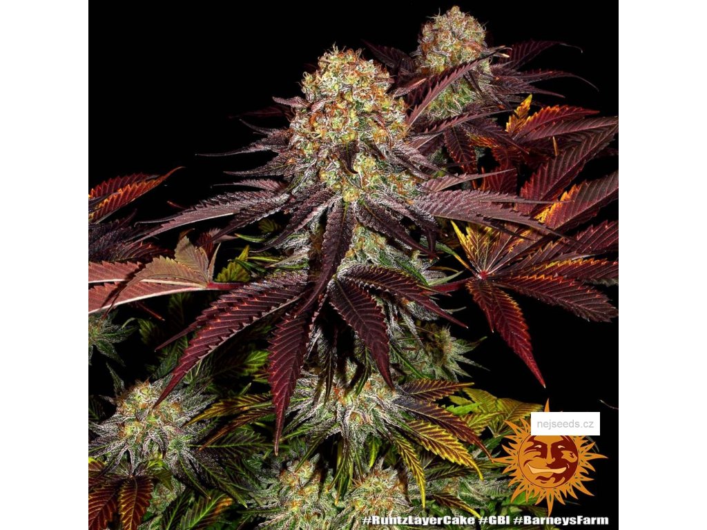 Barney's Farm Runtz x Layer Cake - NejSeeds.cz Barney's Farm Runtz x Layer Cake - NejSeeds.cz