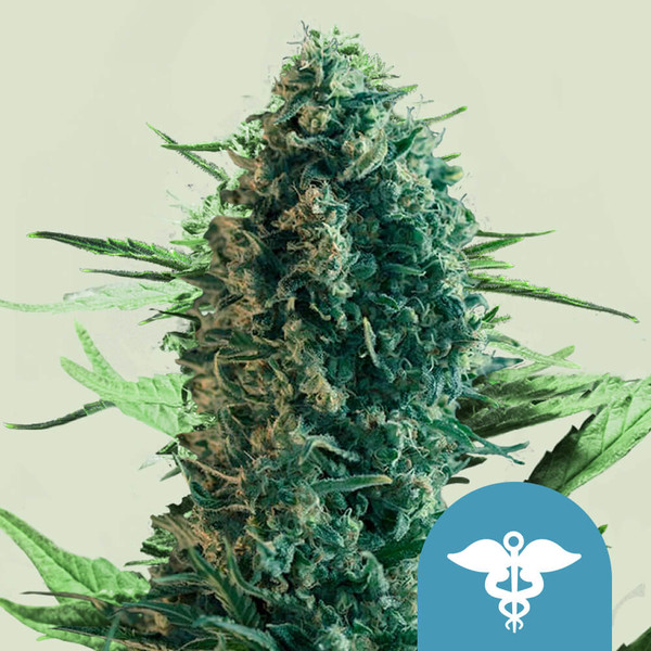 Royal Queen Seeds Royal Medic CBD - nejseeds.cz