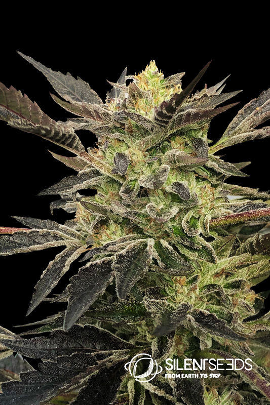 Silent Seeds Pink Sunset Auto by Sherbinskis - NejSeeds.cz