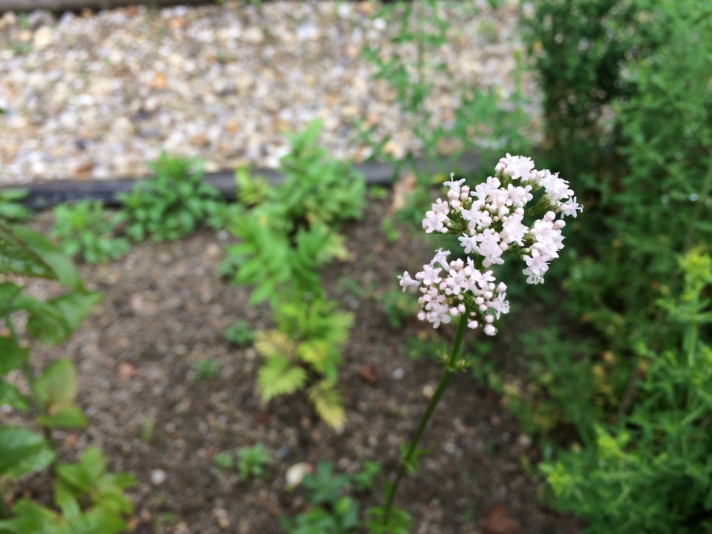 Kozlík lékařský - Onlinezahradnictvi.cz