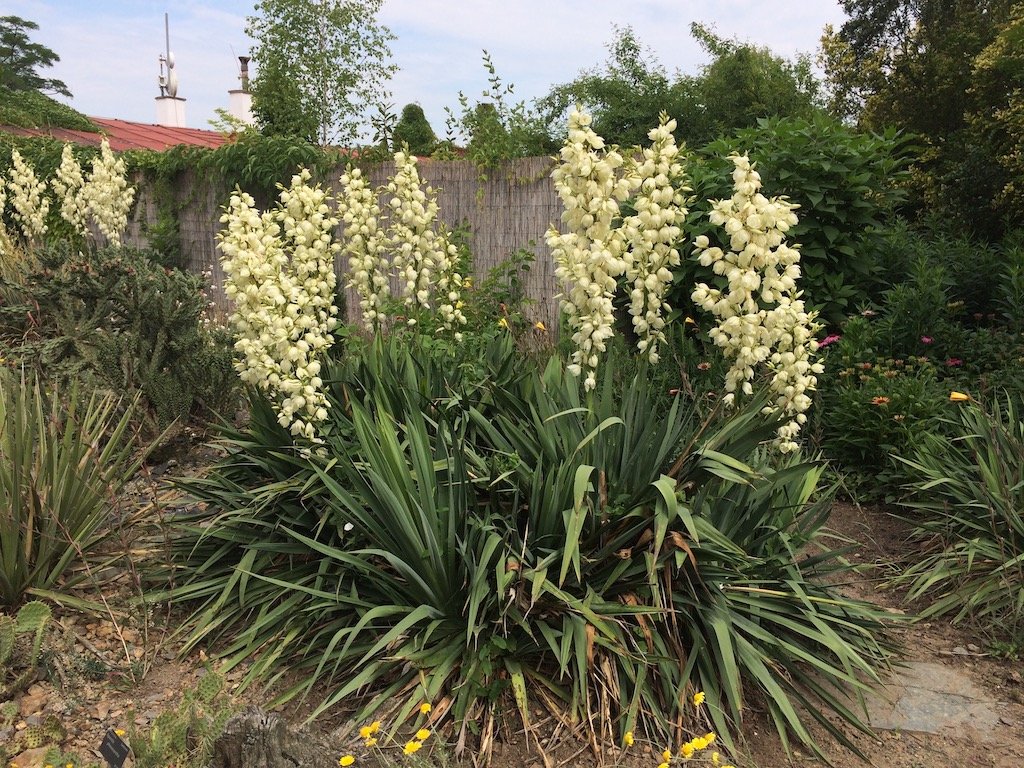 Juka vláknitá - Onlinezahradnictvi.cz