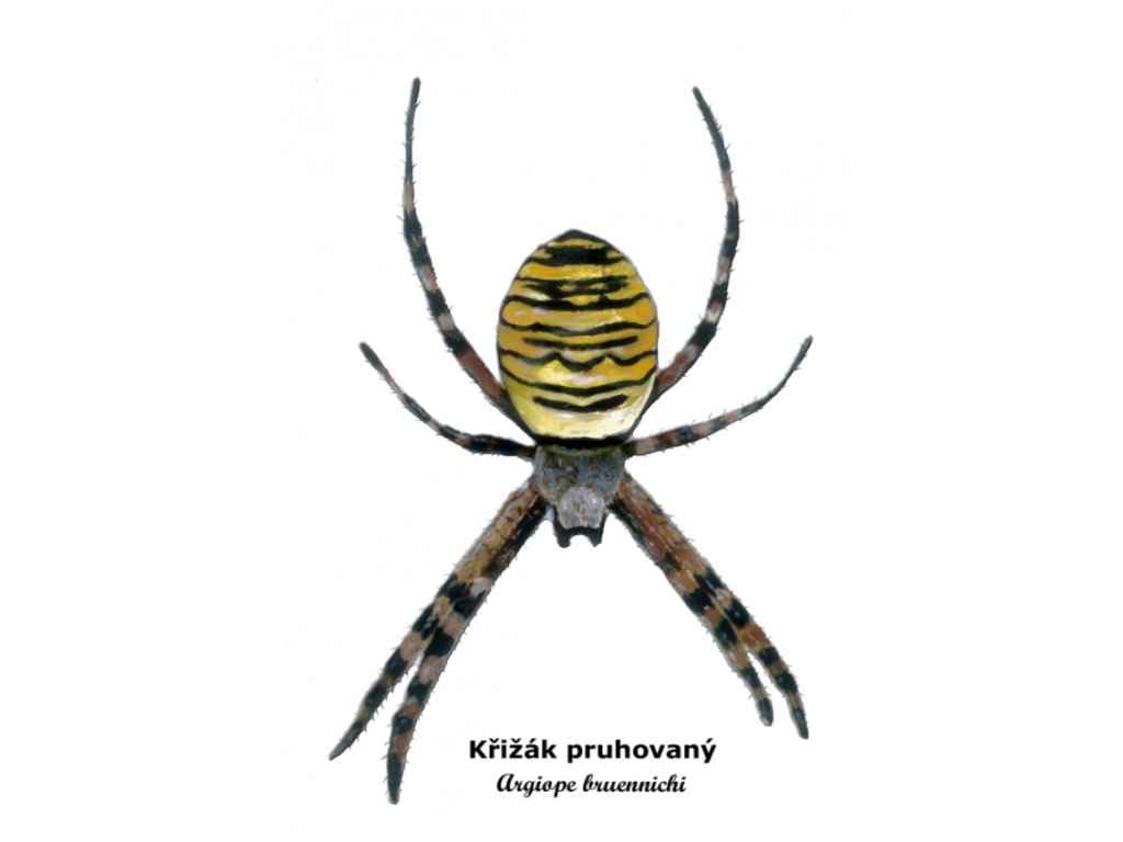 Samolepka s pavoukem - křižák pruhovaný - www.otakarkuvsvet.cz