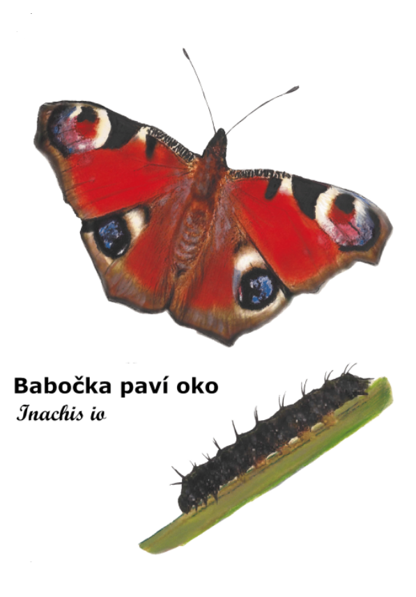 Samolepka s motýlem - babočka paví oko - www.otakarkuvsvet.cz