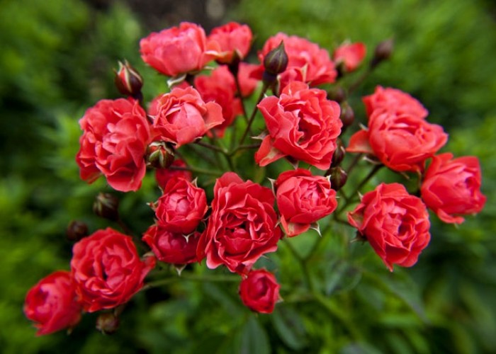 Prodej sazenic růží různých barev a typů | ovosadba.cz