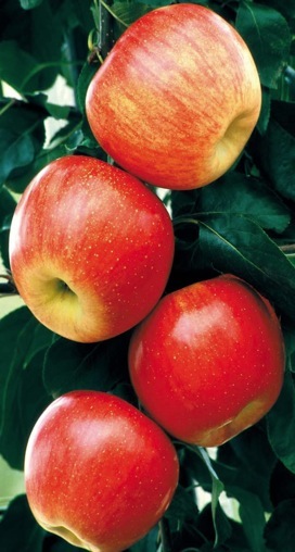 Jabloň Gala – oblíbená podzimní odrůda s výbornou sladkou chutí ...