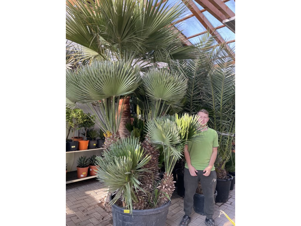 Chamaerops humilis vulcano, 200 cm - palmycasy.cz