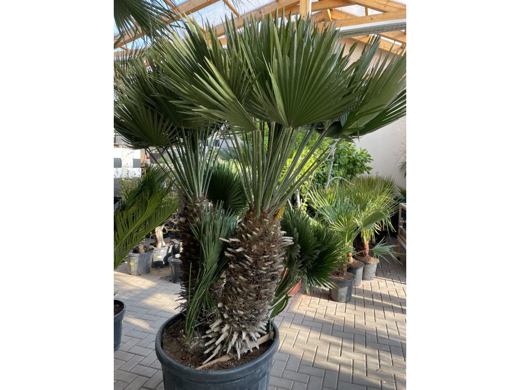 Chamaerops humilis vulcano, 200 cm - palmycasy.cz
