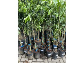 Mandarinka - palmycasy.cz