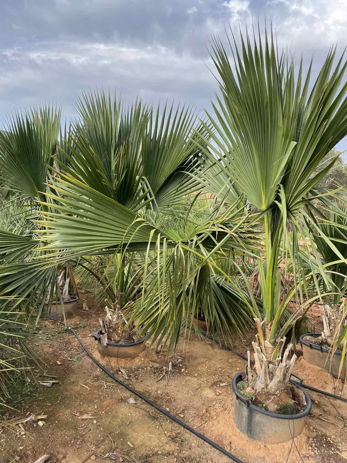 Sabal palmetto 240 cm - palmycasy.cz