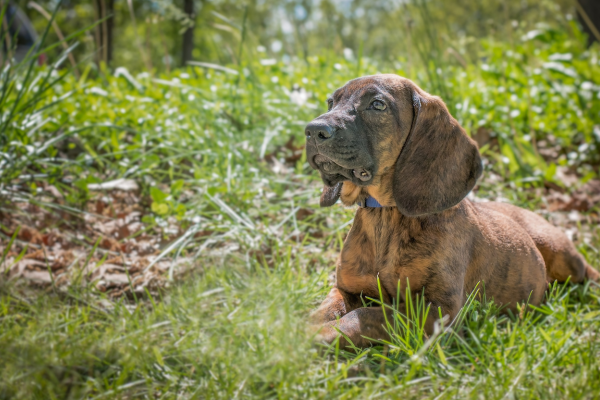 Hanoverský farbiar - povaha, kŕmenie a chov | Panakei.sk