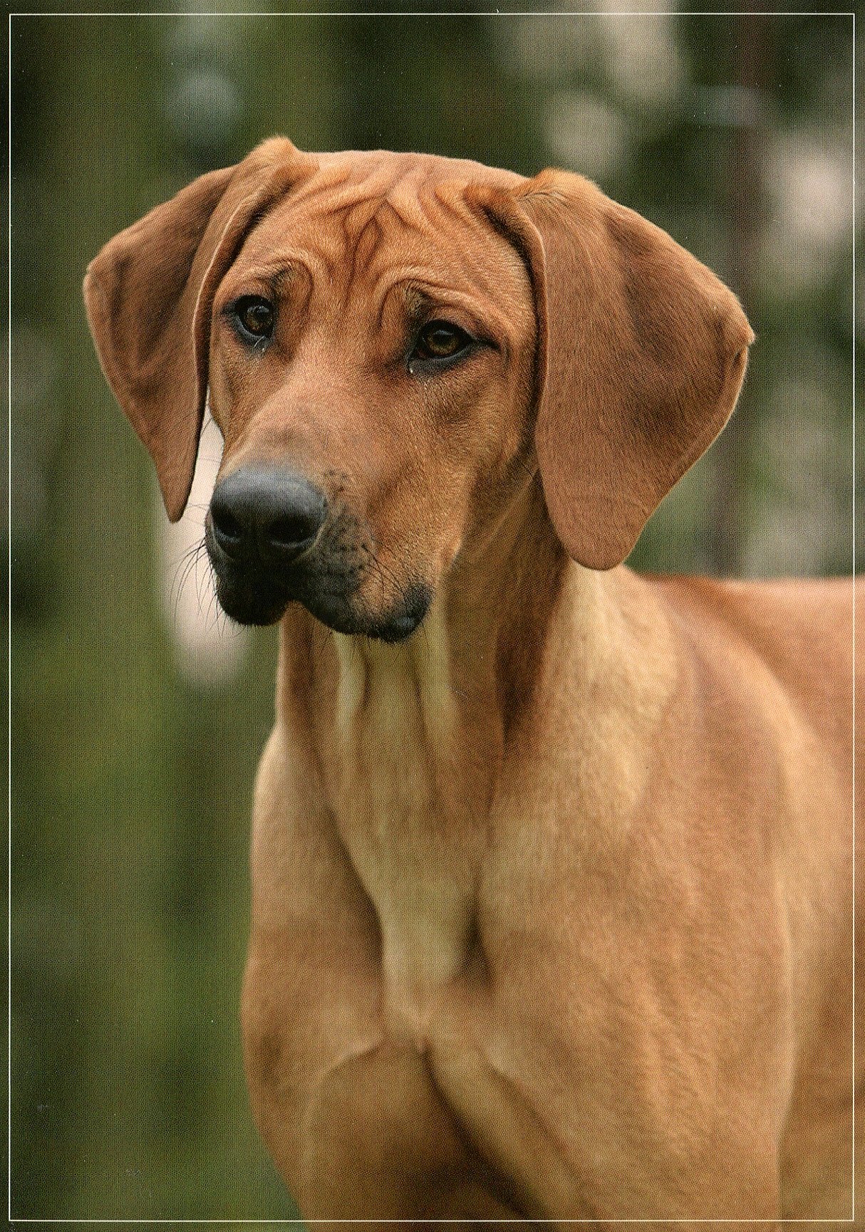 Pohlednice pes rhodéský ridgeback - Papírový tapír