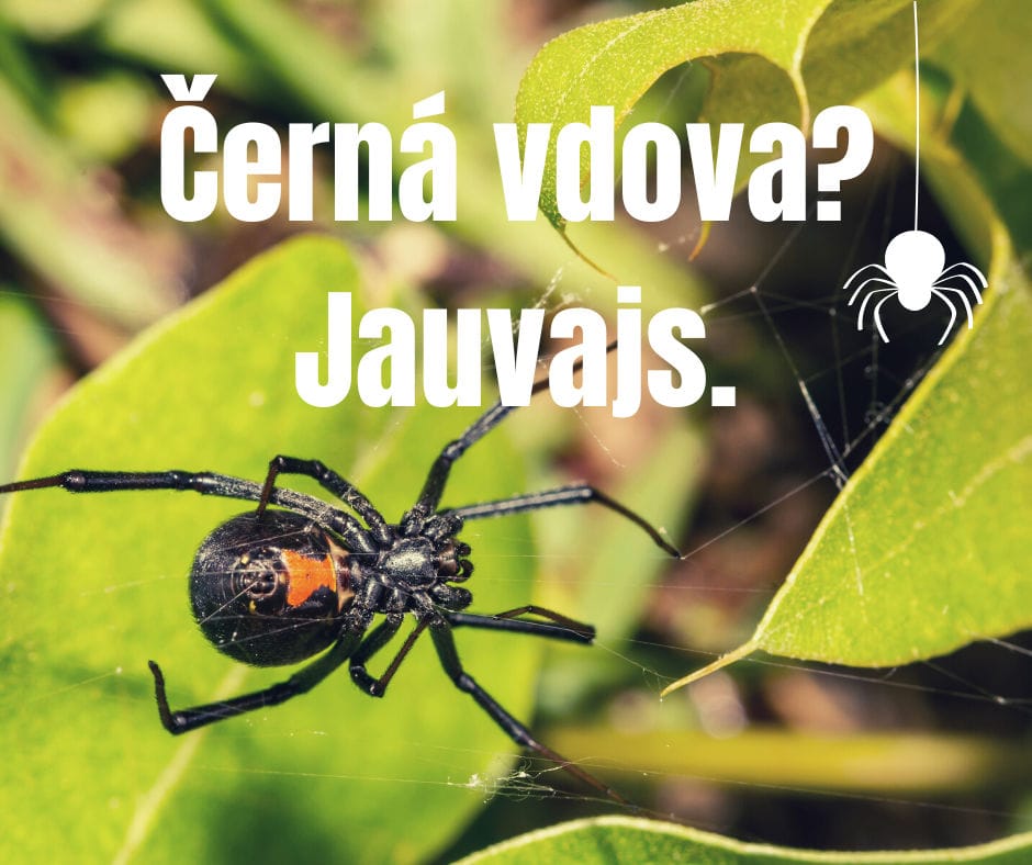 Kousnutí od pavouka: jak vypadá a jak moc bolí? | Pasti.cz