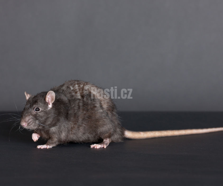 Potkan vs krysa: 7 rozdílů mezi potkanem a krysou | Pasti.cz