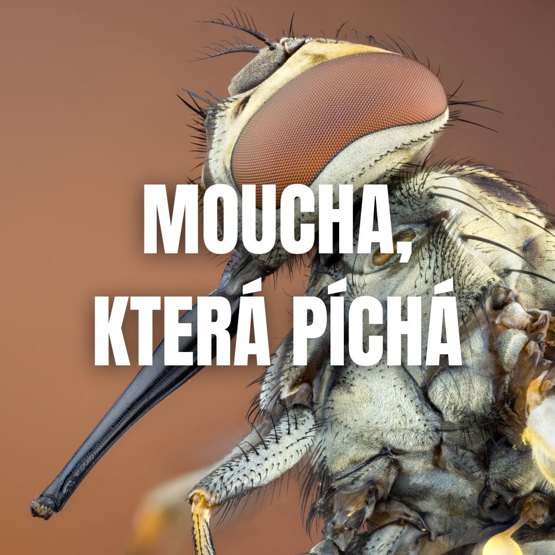 Bodalka stájová: moucha, která píchá | Pasti.cz