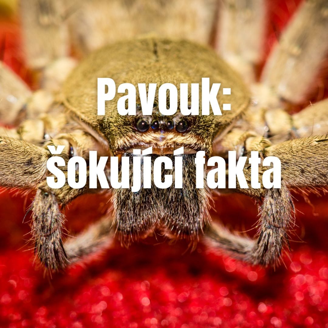 Pavouk: 8 šokujících faktů o osminohém predátorovi | Pasti.cz
