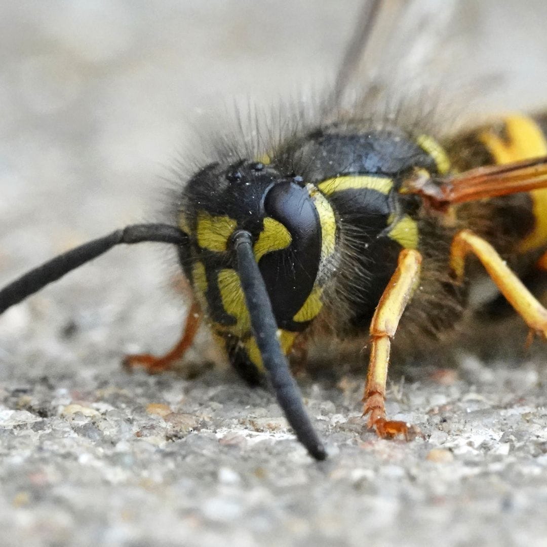 Vosa obecná: 21 nejzajímavějších faktů | Pasti.cz