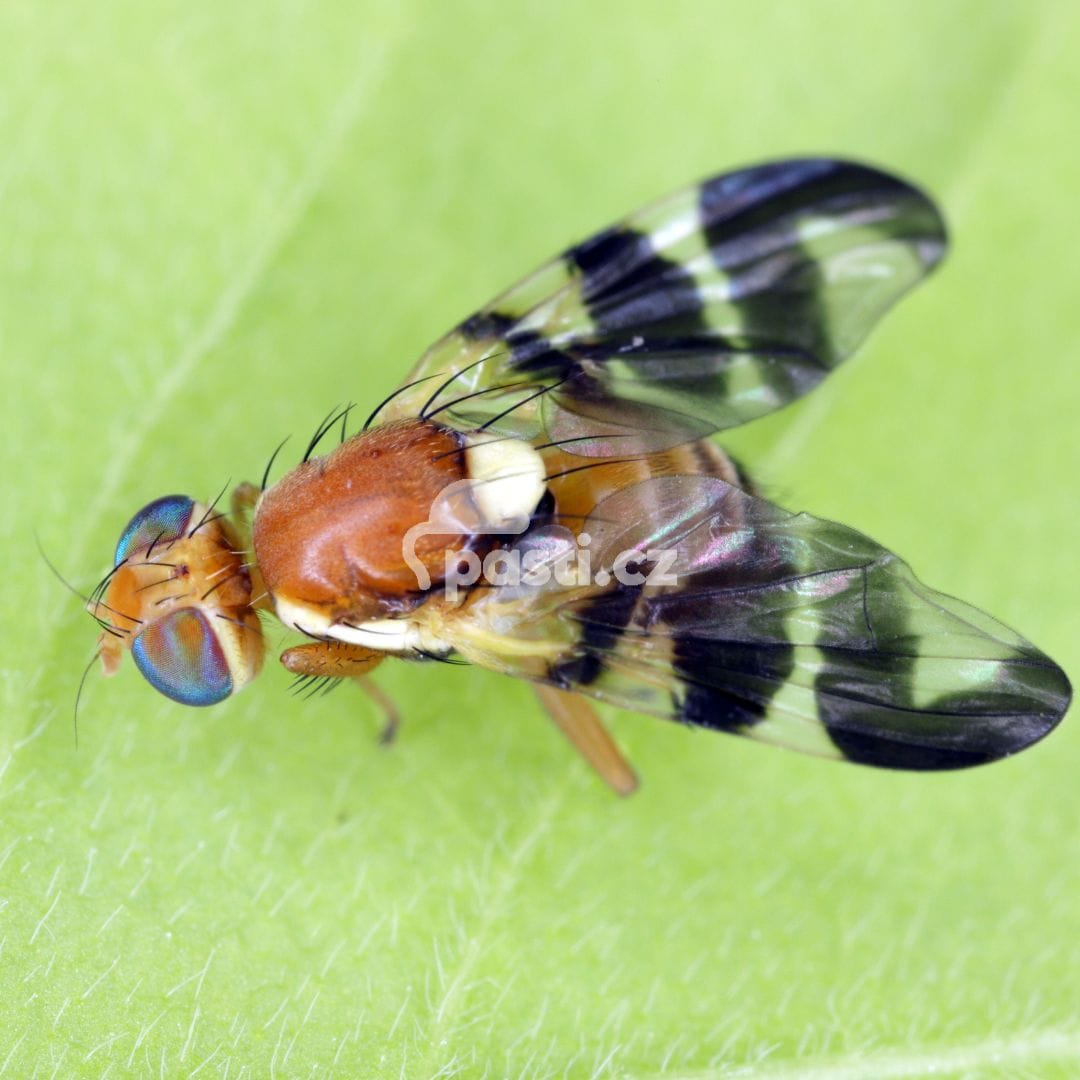 Vrtule ořechová: jak ochránit ořechy před červy | Pasti.cz