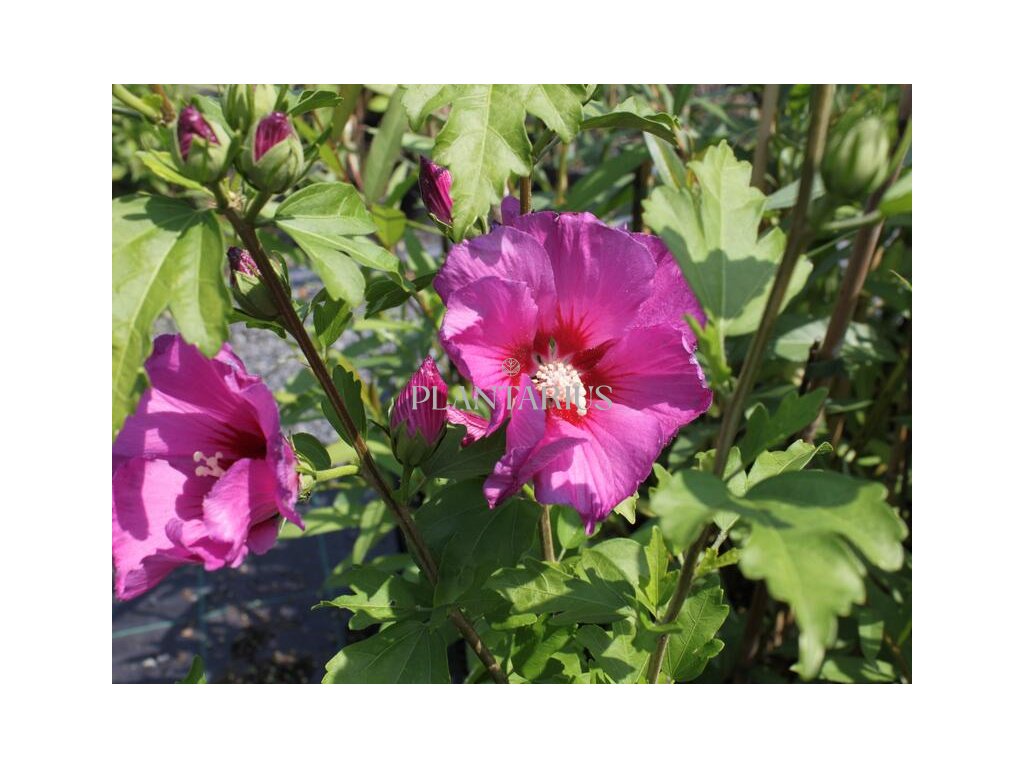 Ibišek Syrský Russian Violet Hibiscus Syriacus Russian Violet
