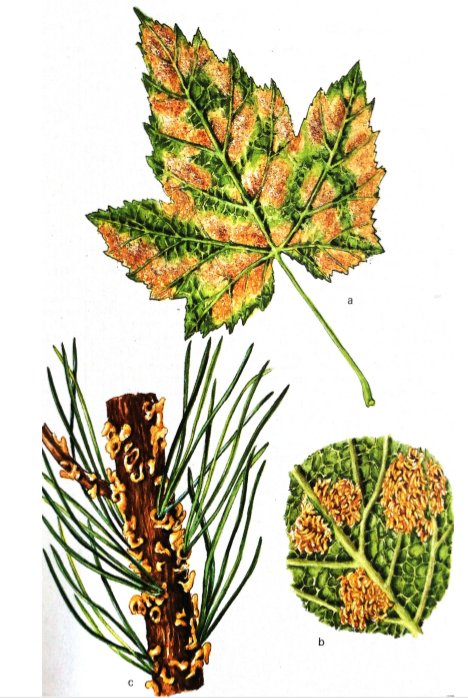 Poľnosev s.r.o. - Záhradkárske potreby - Hrdza čiernej ríbezlí