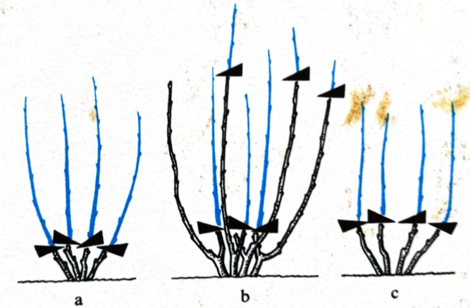 Poľnosev s.r.o. - Záhradkárske potreby - Ako pestovať ríbezľu