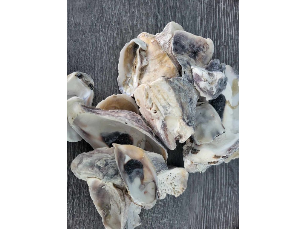Mušle Oyster - ústřice 100 g - Pomněnka Naturalis