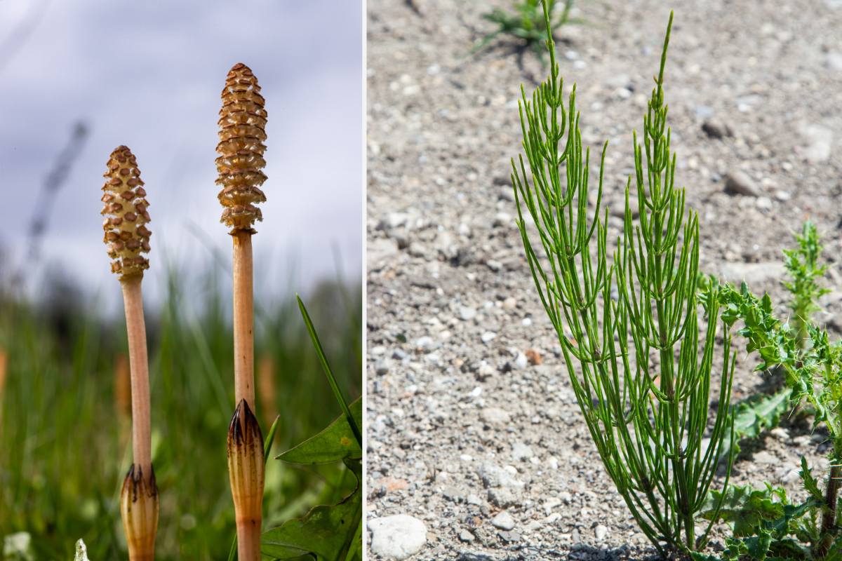 Lodyha, stvol, stéblo: víte jaký je mezi nimi rozdíl? | Příroda do kapsy.cz