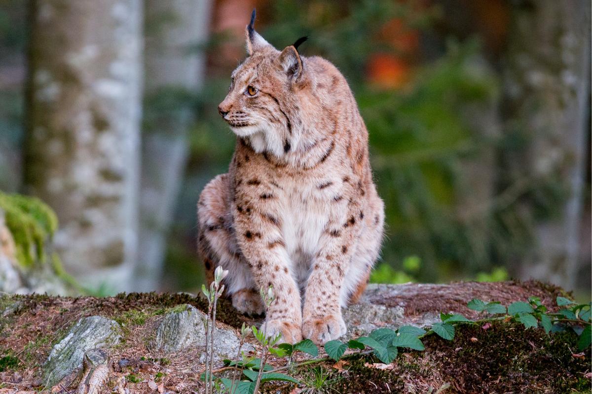 Kde žije rys ostrovid? Mrkněte na mapu... | Příroda do kapsy.cz