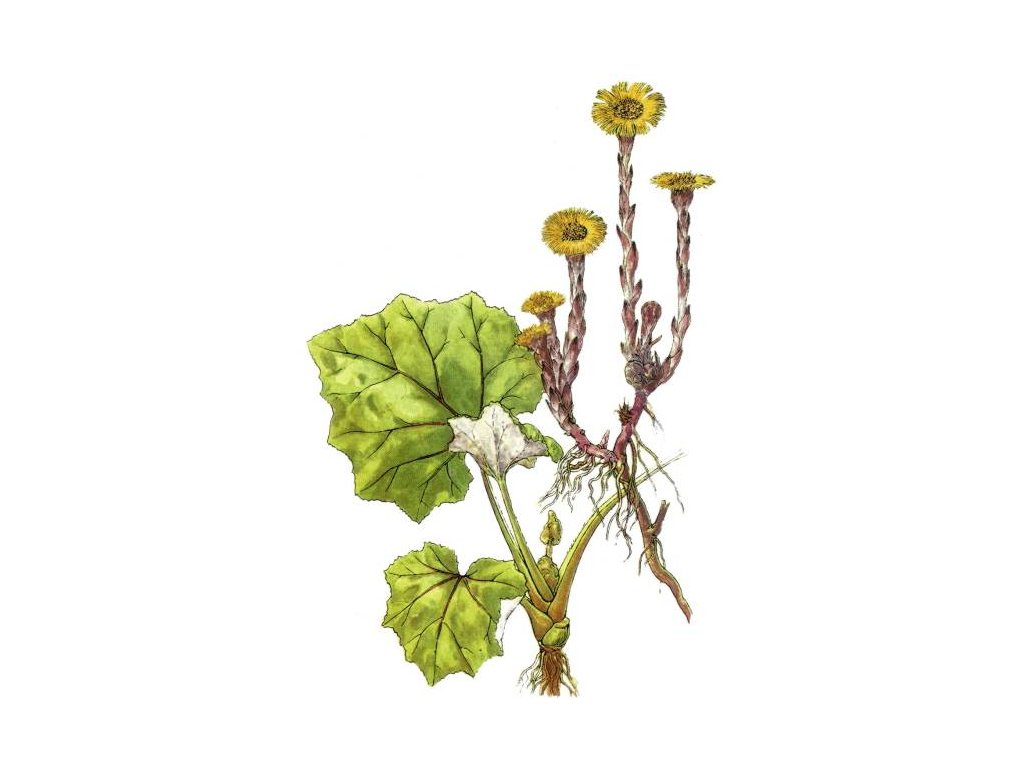 PODBĚL LIST - Prodejnabylin.cz