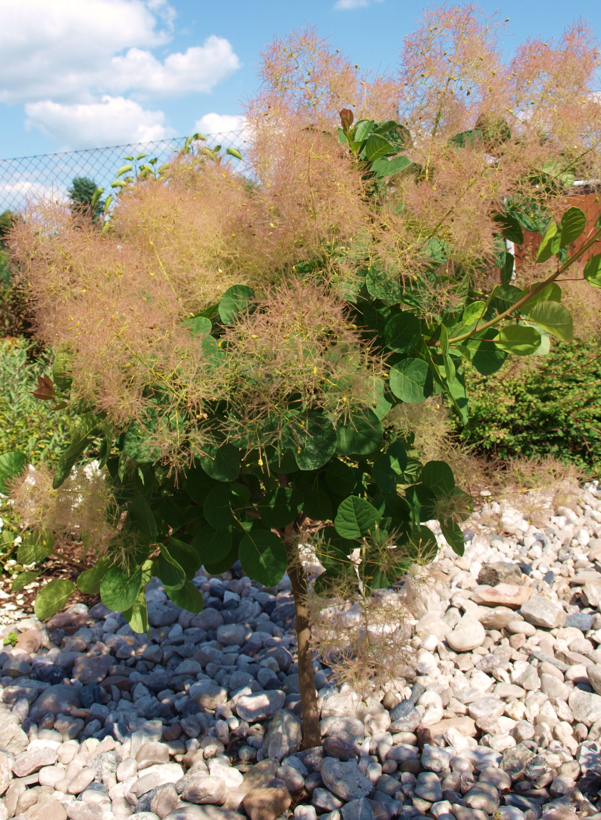 Cotinus coggygria Green Fountain Růj vlasatá Green Fountain - PRODEJ ...