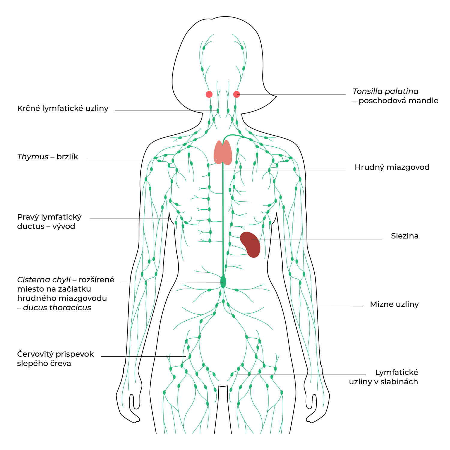 Lymfatický systém: Ako rozprúdiť lymfu?