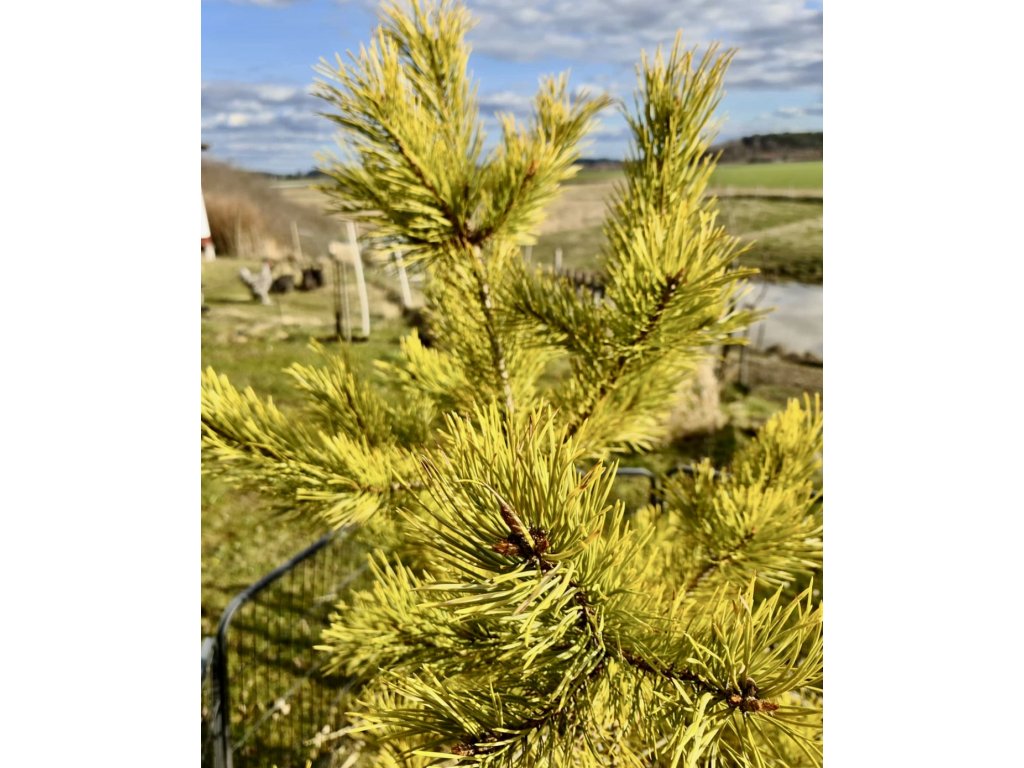 borovice lesní ´Aurea´ lat. Pinus sylvestris - Ráj flory