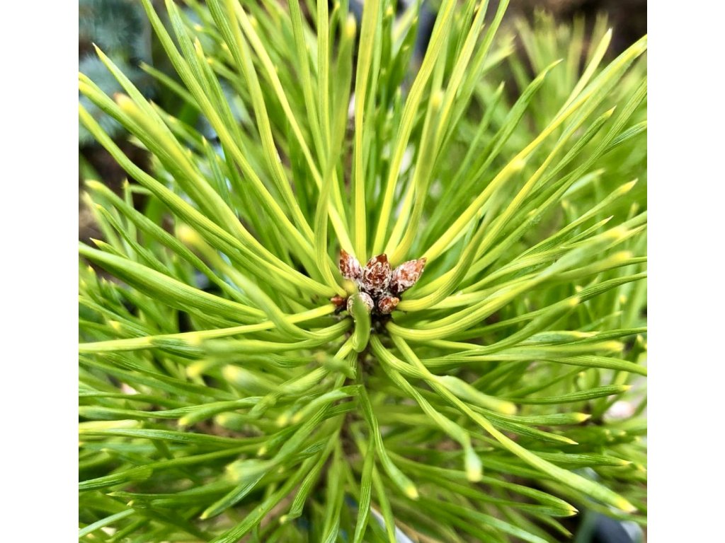 borovice lesní ´Aurea´ lat. Pinus sylvestris - Ráj flory