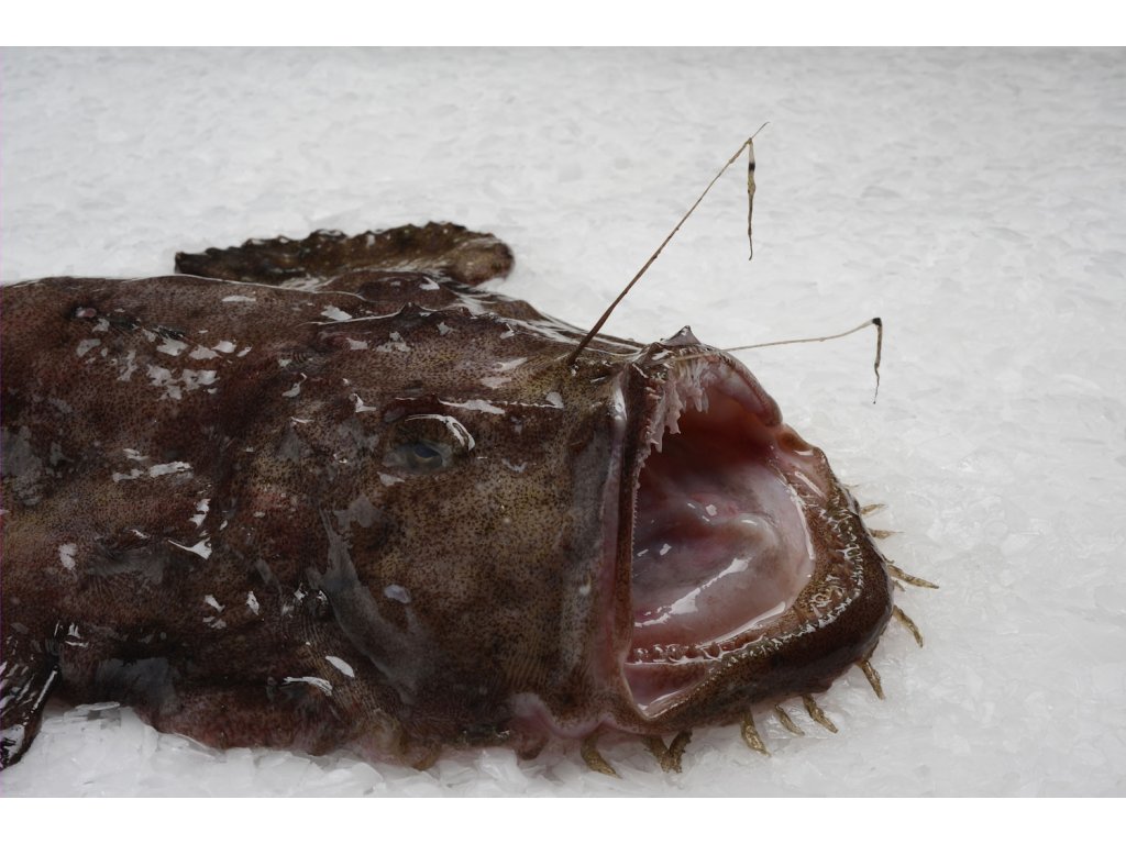MOŘSKÝ ĎAS - Seafood.