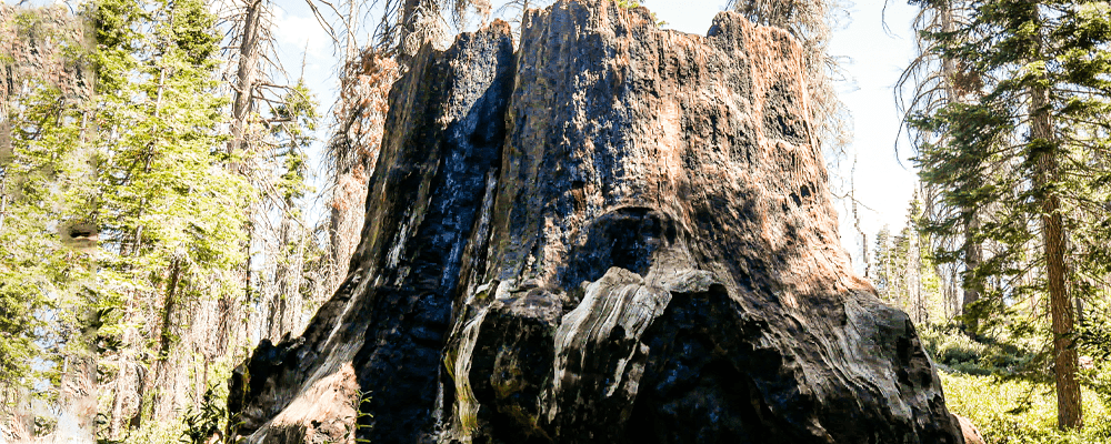 General Noble, najväčší vypílený strom v histórii - Sekvoje