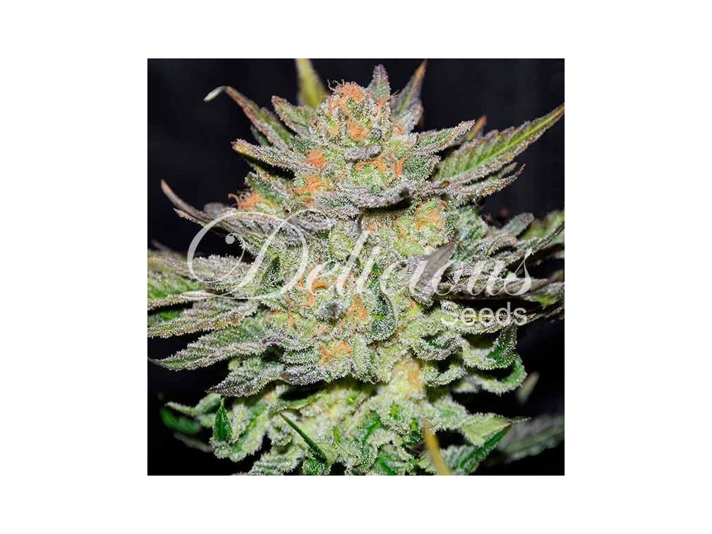 Auto Blue Ace CBD - Semenakonopi.cz