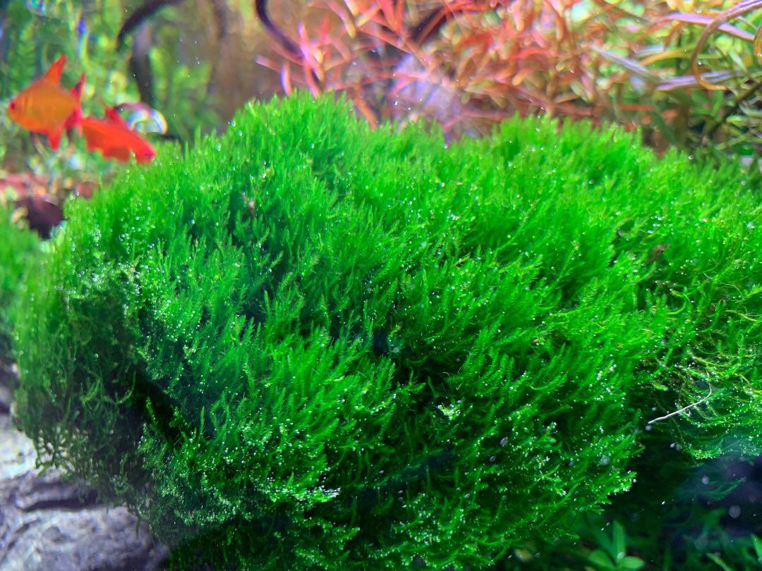 Flame Moss - Taxiphyllum sp. Flame - Shrimpin.cz