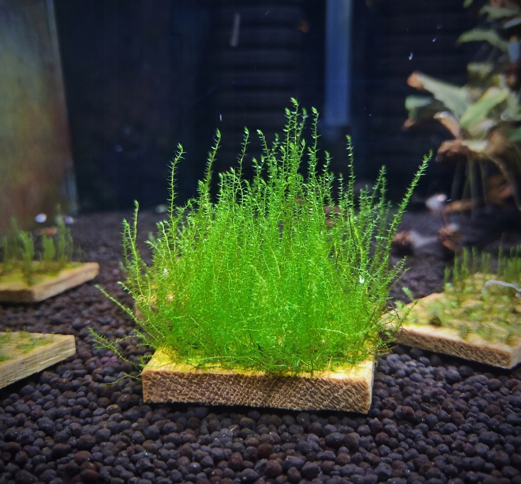 Stringy Moss - Leptodyctium riparium - Shrimpin.cz