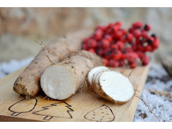 Světelný kořen - Sire Benat